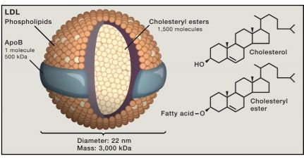 Your Simple Guide to Cholesterol | PaleoHacks Blog